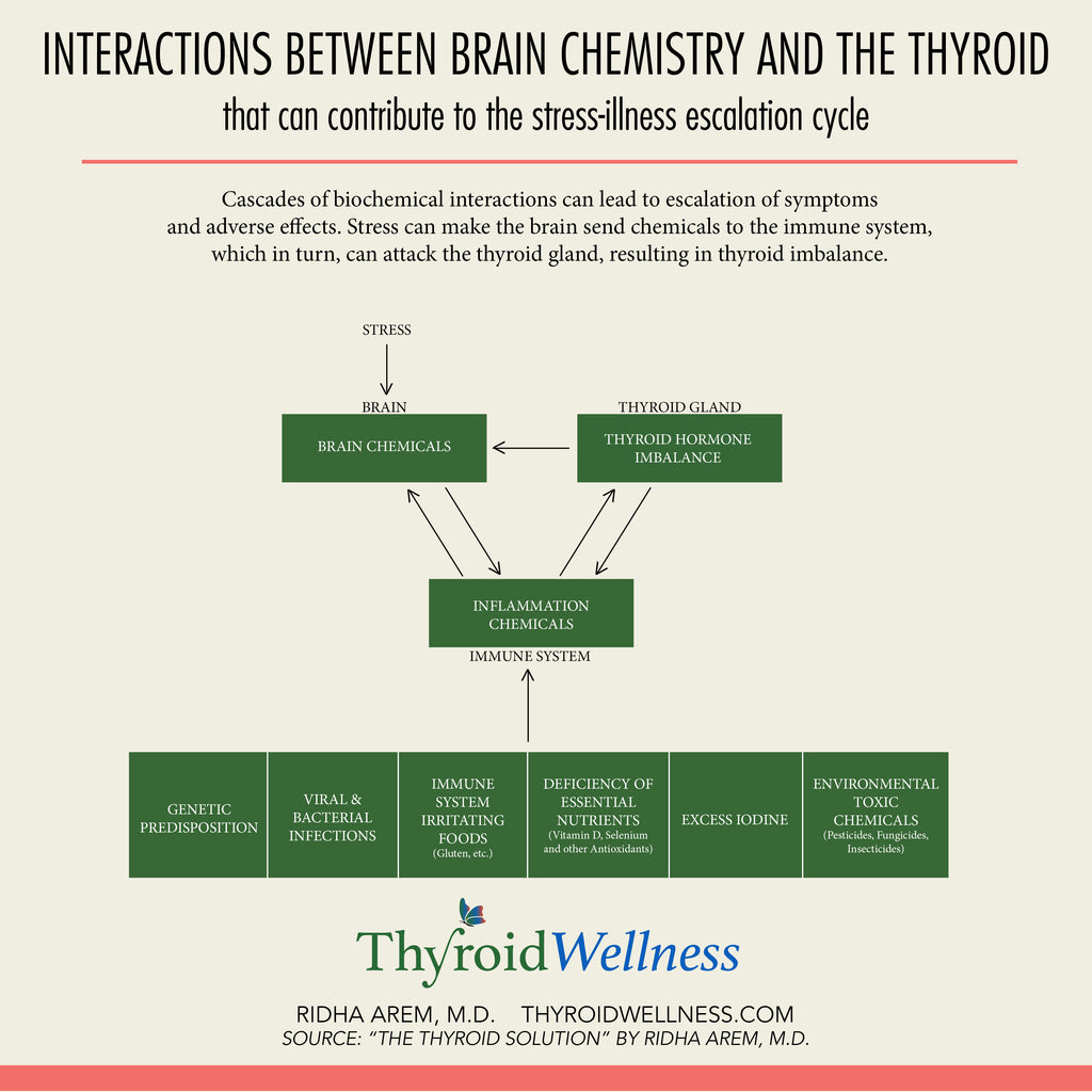 Interactions between brain chemistry and the thyroid – Thyroid Wellness